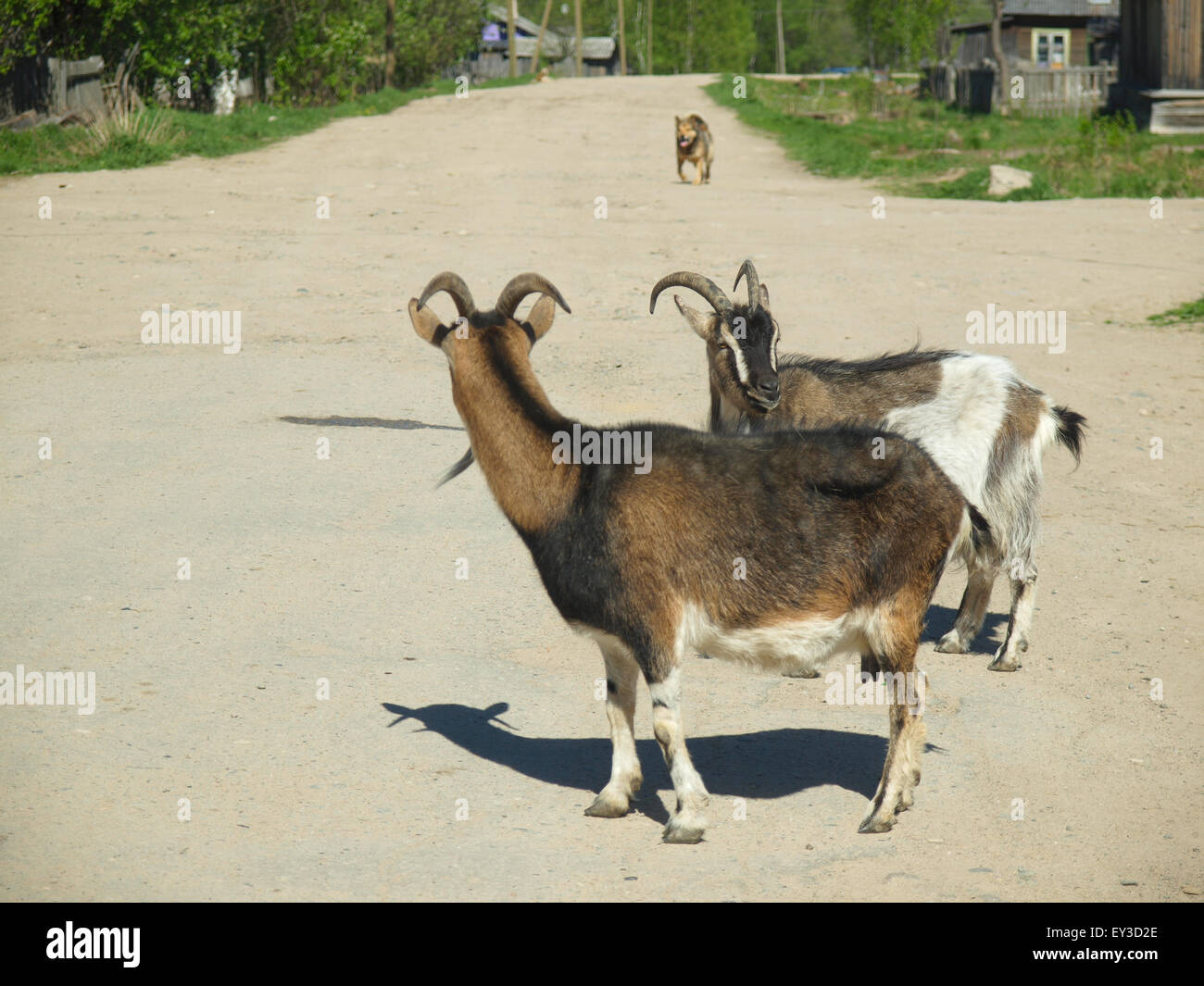 goats in the village Stock Photo - Alamy