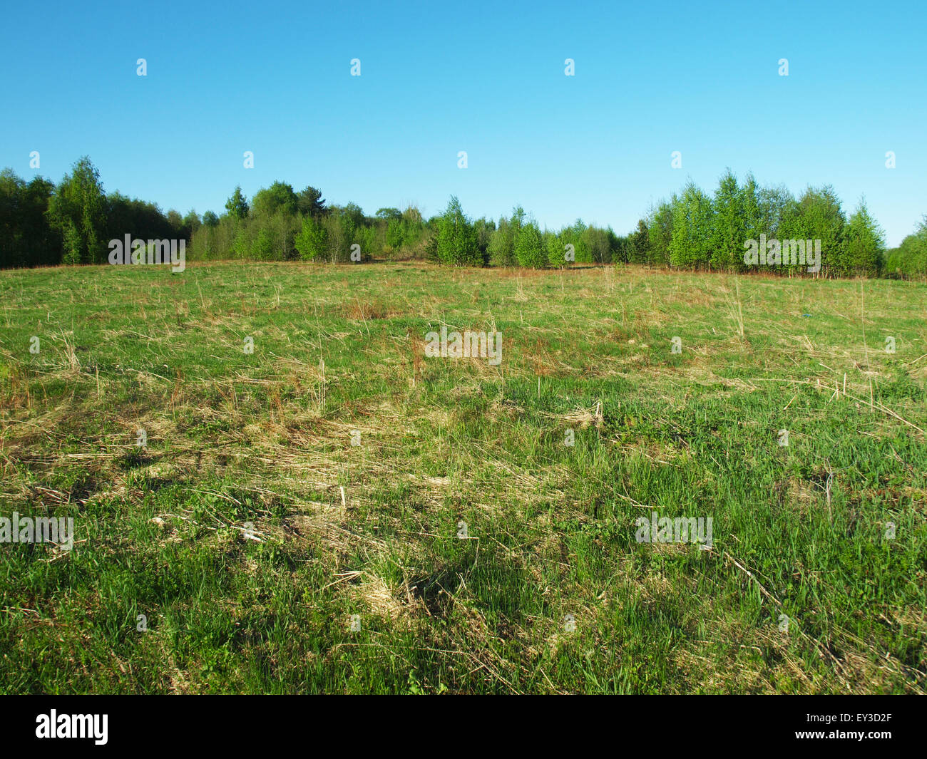 clearing in the woods Stock Photo - Alamy