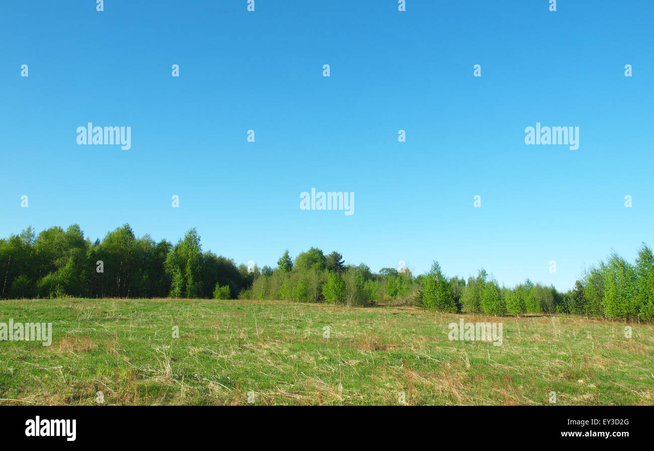 clearing in the woods Stock Photo - Alamy
