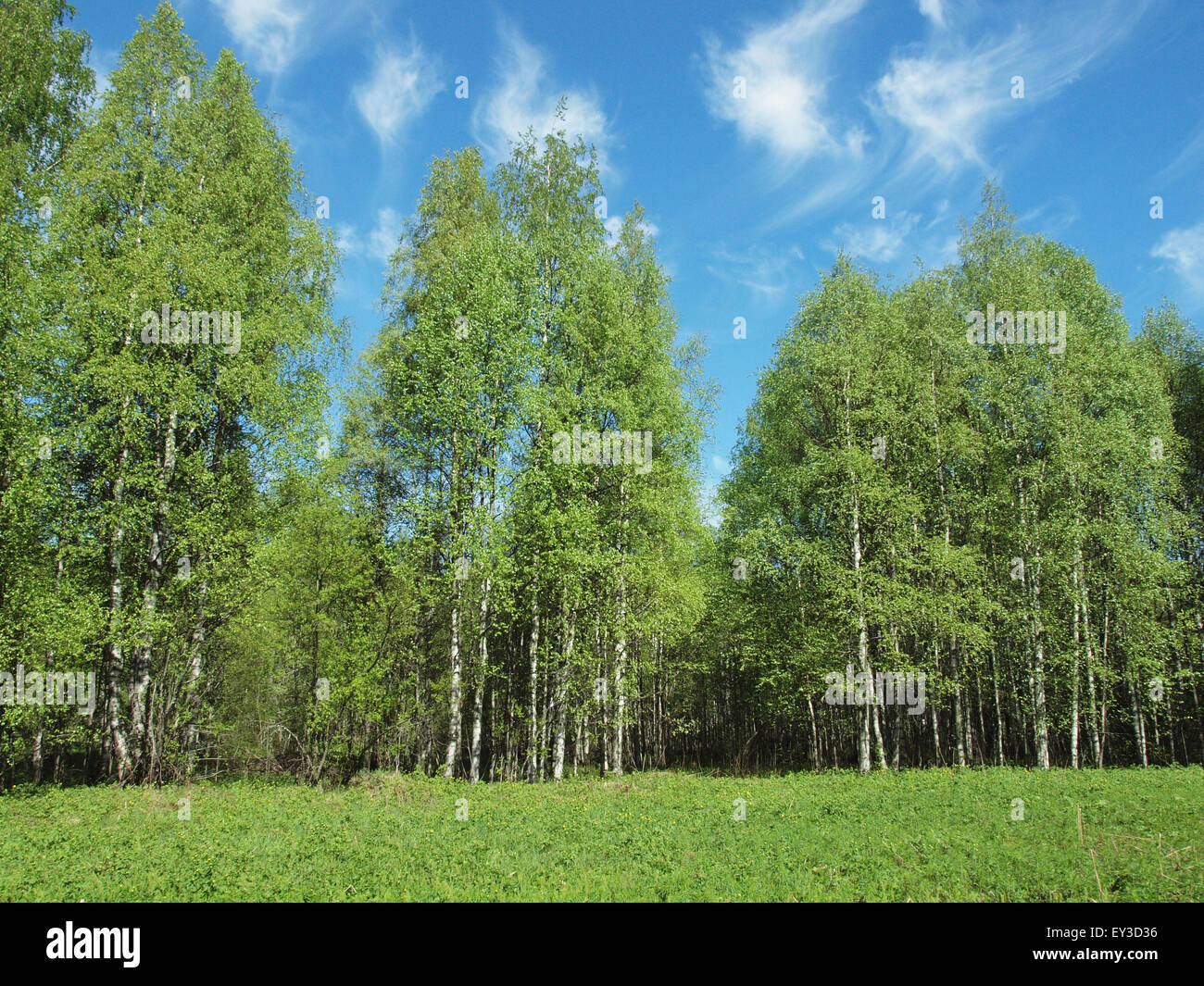 clearing in the woods Stock Photo - Alamy