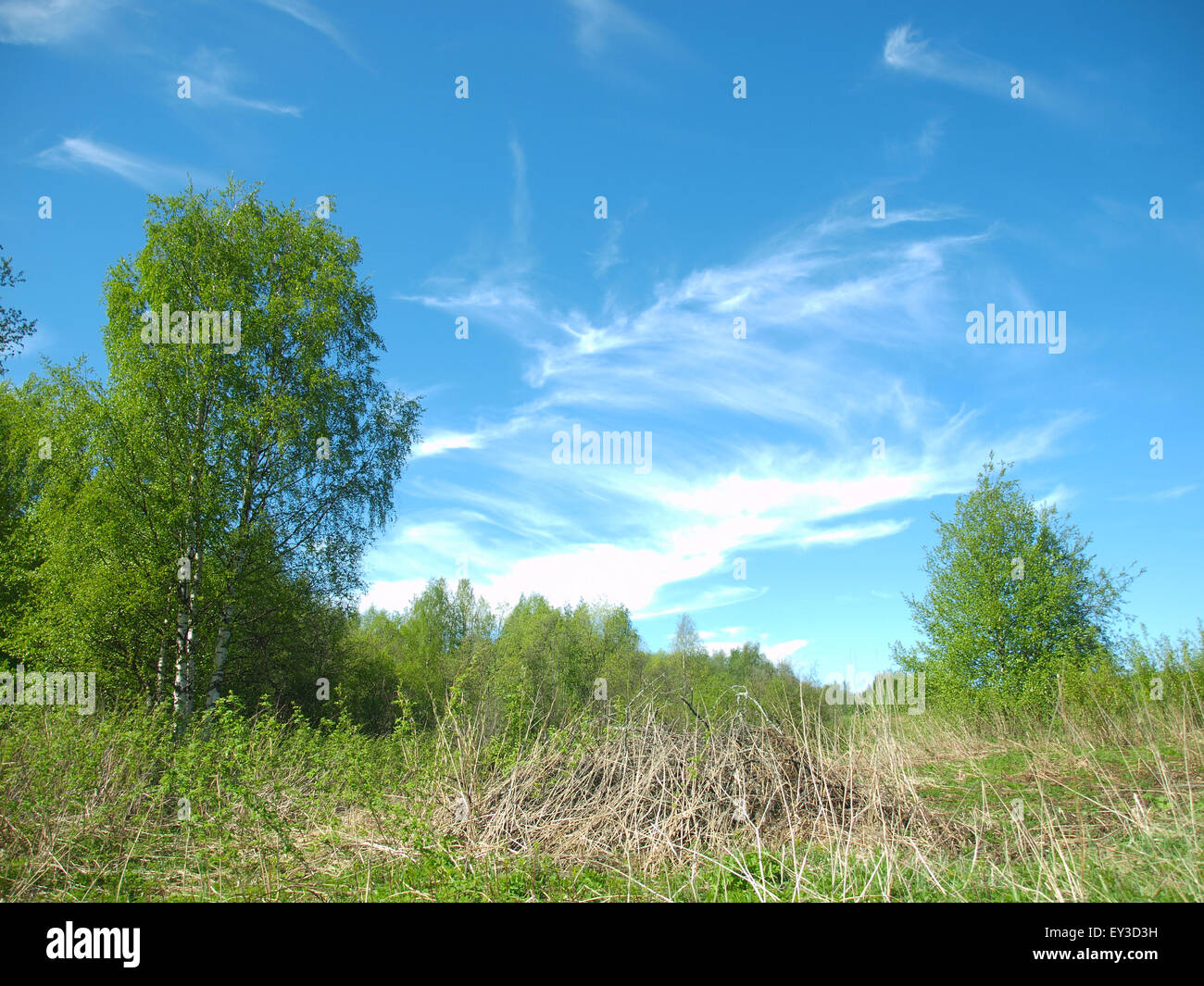 clearing in the woods Stock Photo - Alamy