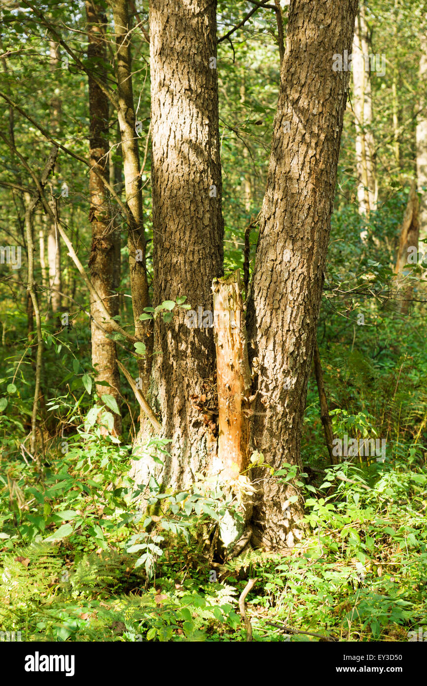 powerful trees growing in dark depth Stock Photo - Alamy