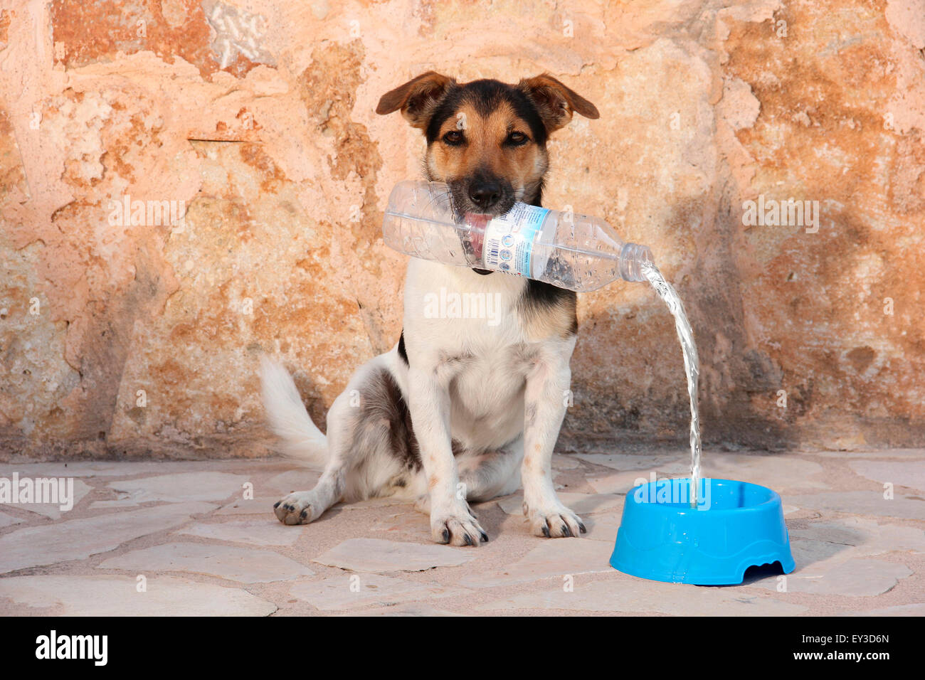Jack Russell Terrier. Adult dog pouring water from a bottle into a bowl ...