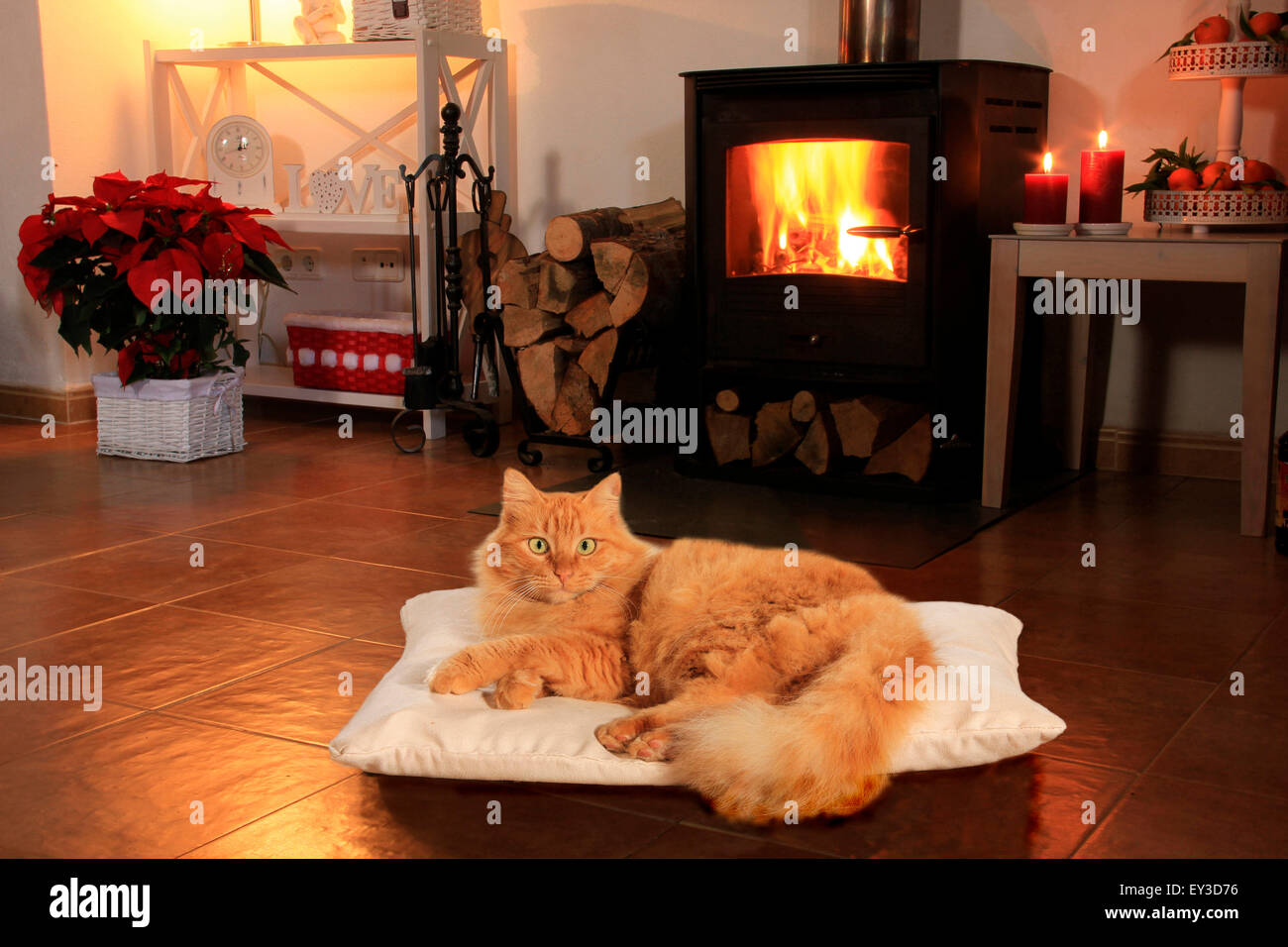 Fireplace christmas cat hi-res stock photography and images - Alamy