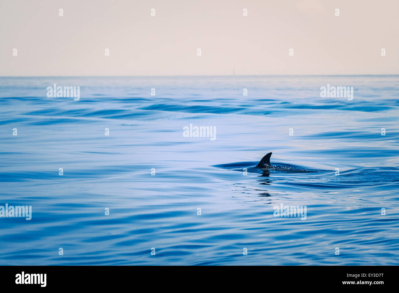 Shark fin hi-res stock photography and images - Alamy