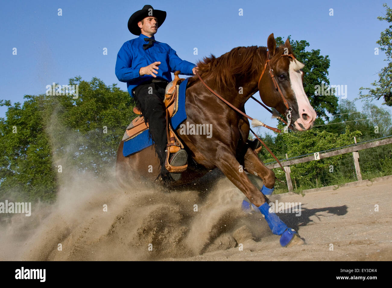 American Paint Horse. Rider Franz Vorraber on a stallion performing a ...