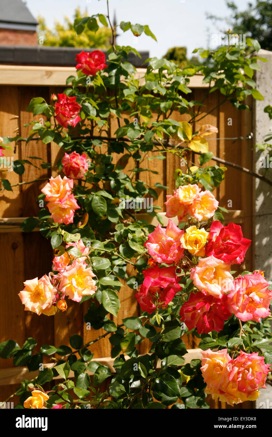 Masquerade Roses Worcester Worcestershire England UK Stock Photo - Alamy
