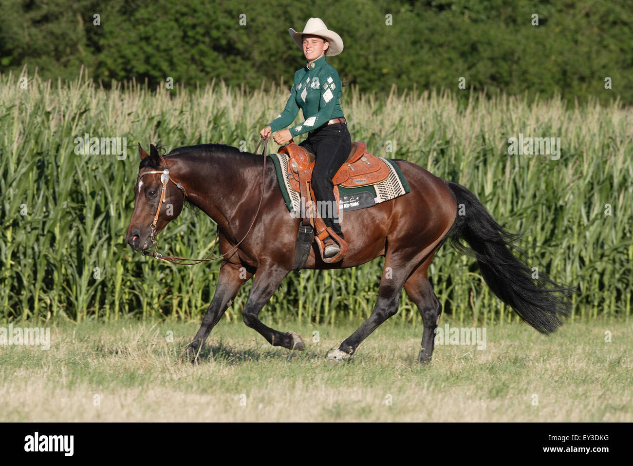 American Quarter Horse. Rider Sita Stepper galloping with a bay ...