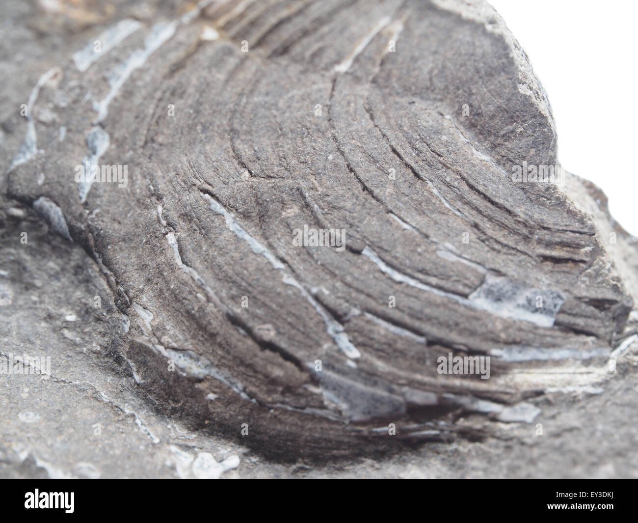 imprint of ancient animals on a white background Stock Photo - Alamy