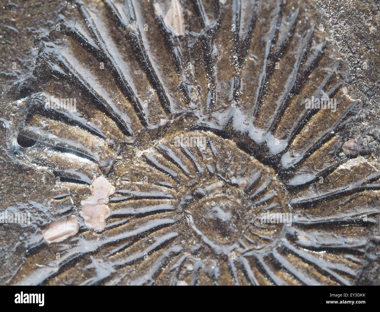 imprint of ancient animals on a white background Stock Photo - Alamy