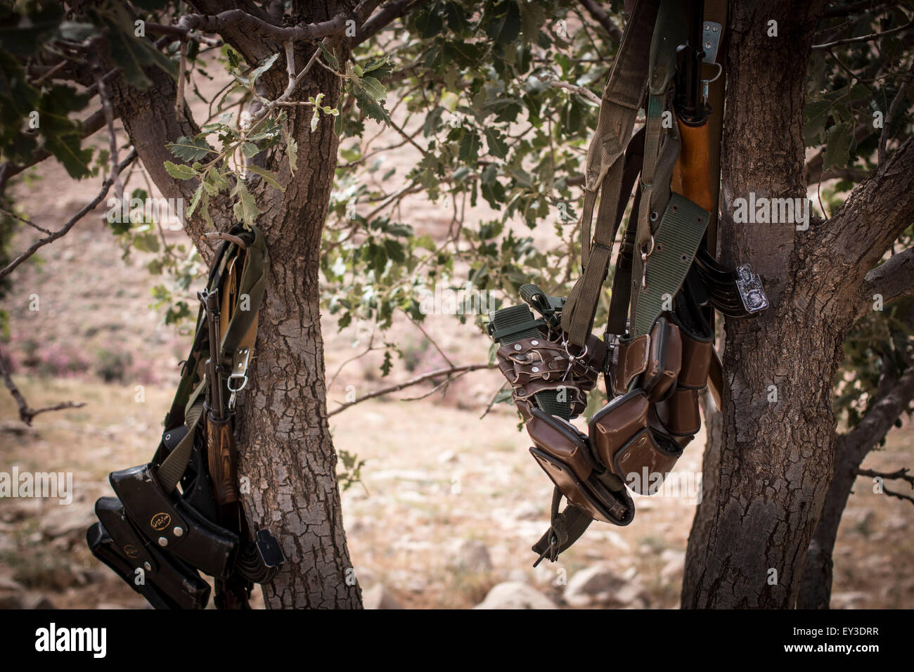 Tir tree hi-res stock photography and images - Alamy