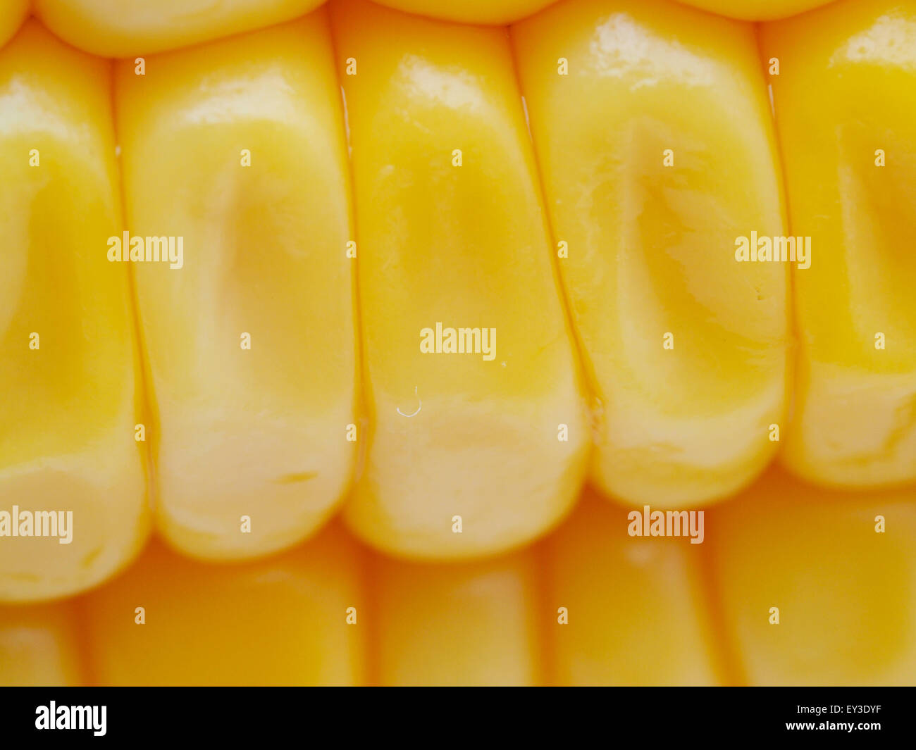 corn close up Stock Photo - Alamy