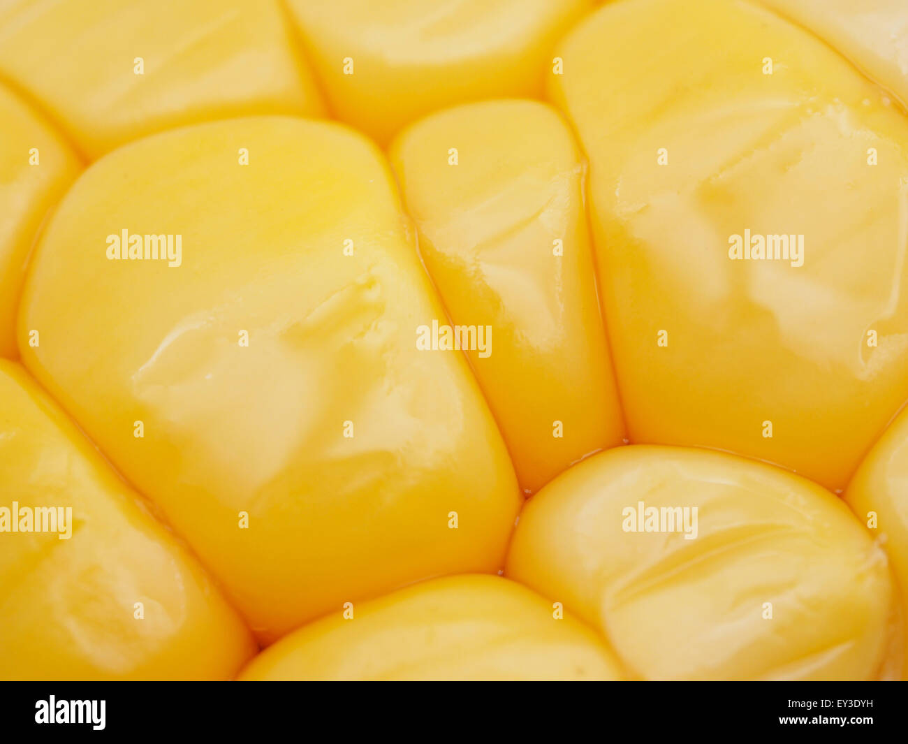 corn close up Stock Photo - Alamy