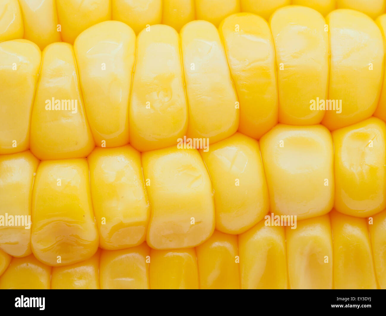 corn close up Stock Photo - Alamy