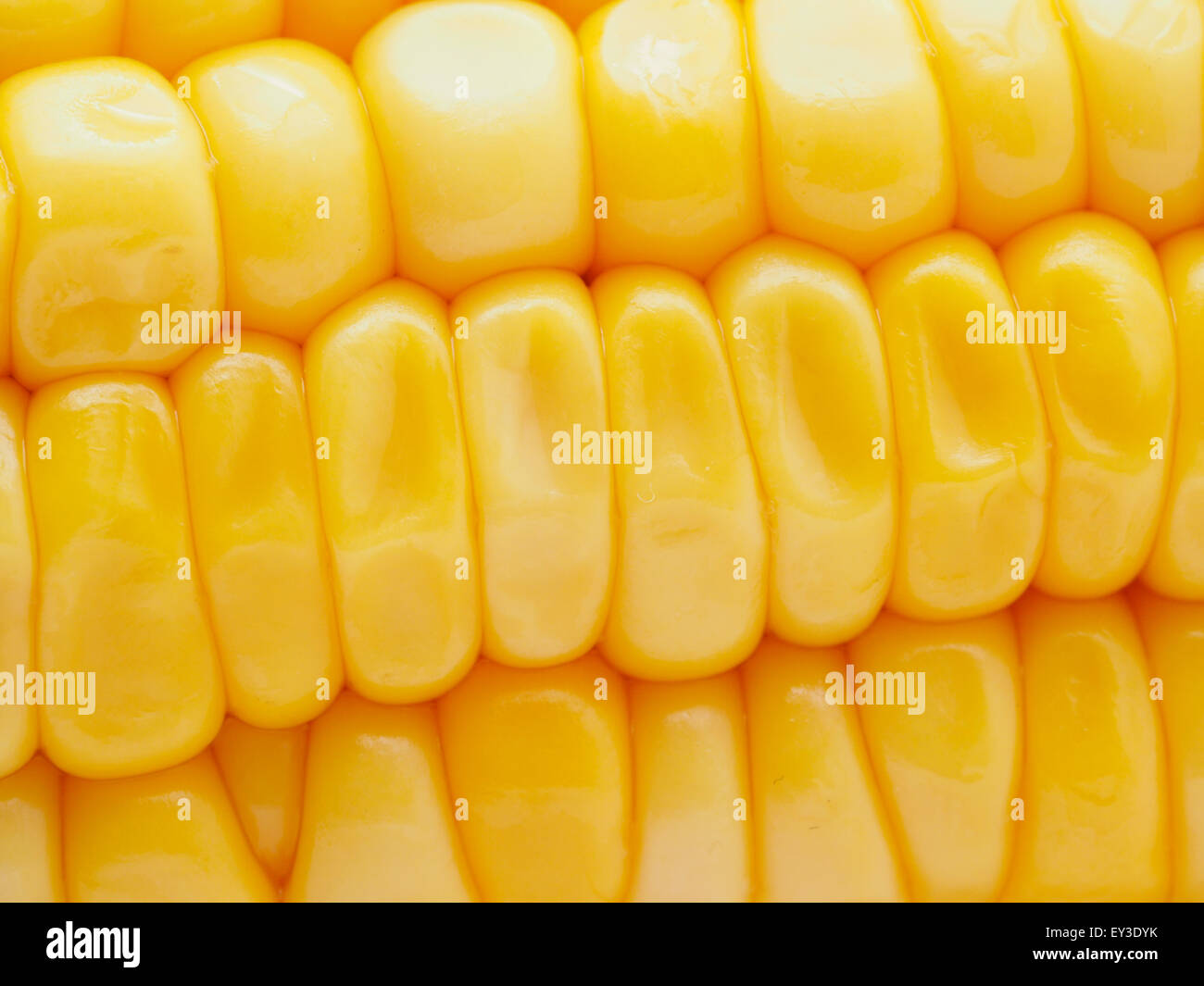 corn close up Stock Photo - Alamy