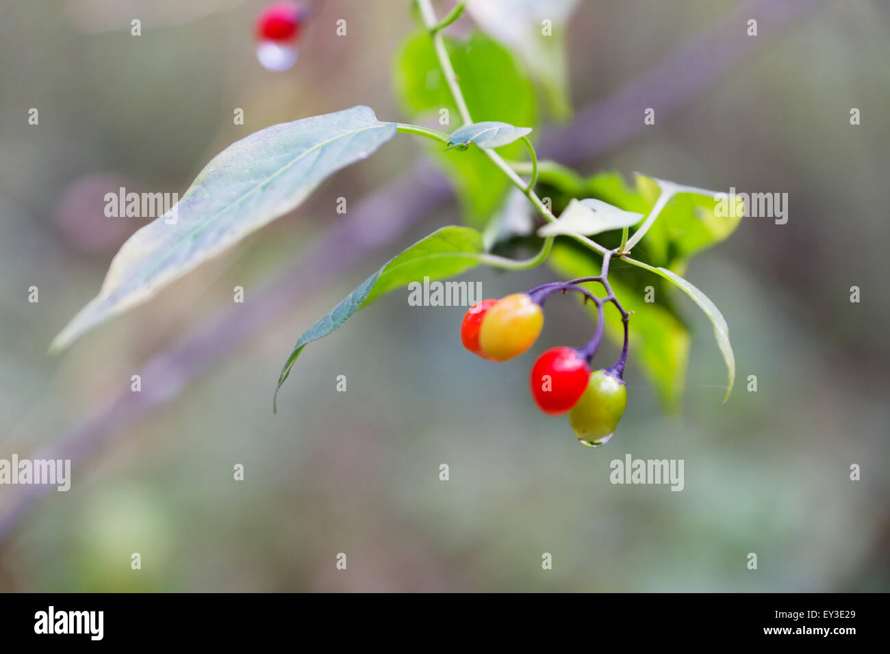 cluster of red and yellow berries against the far wood Stock Photo - Alamy
