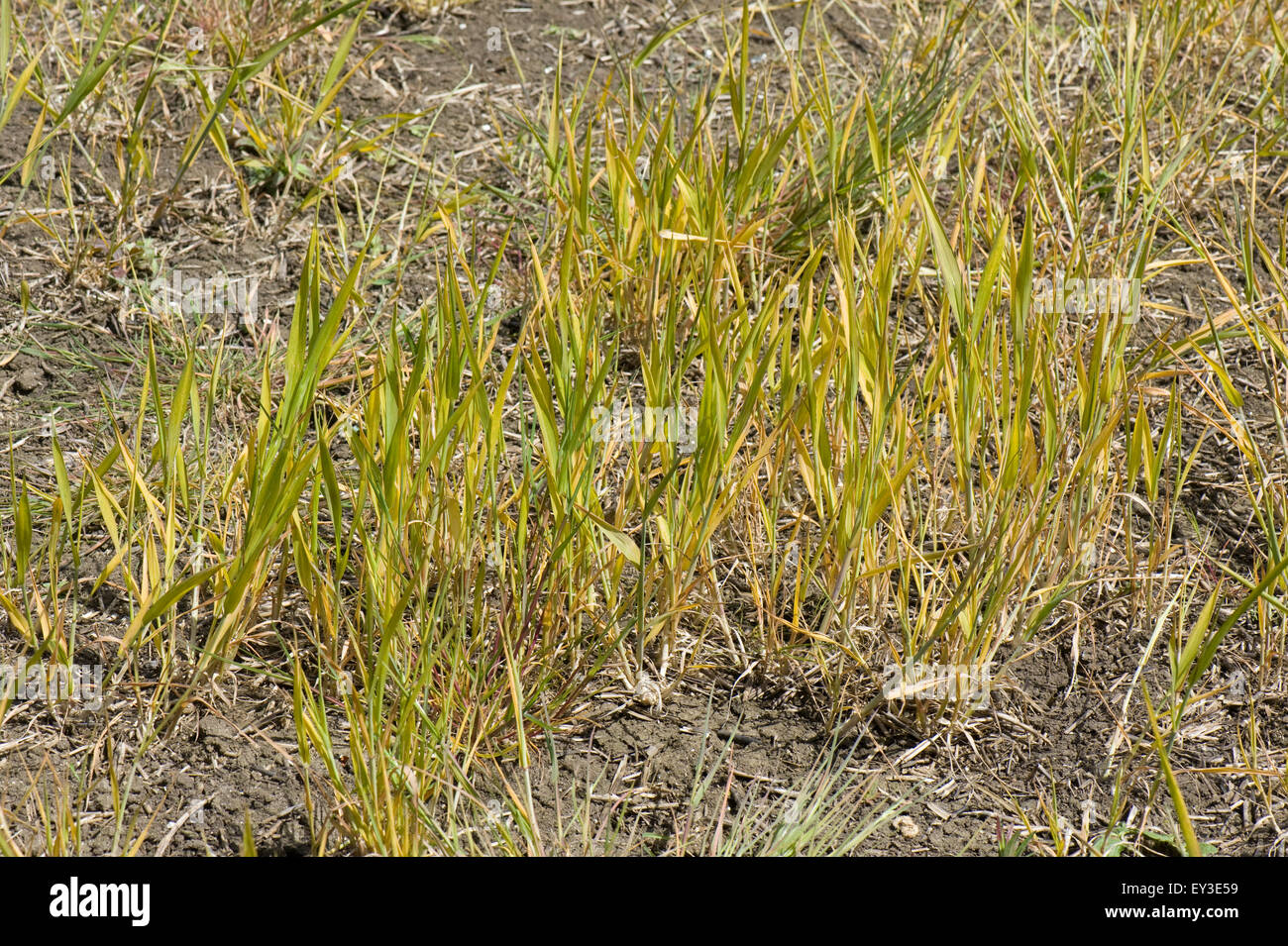 A fallow field with volunteer wheat and both annual and perennial weeds ...