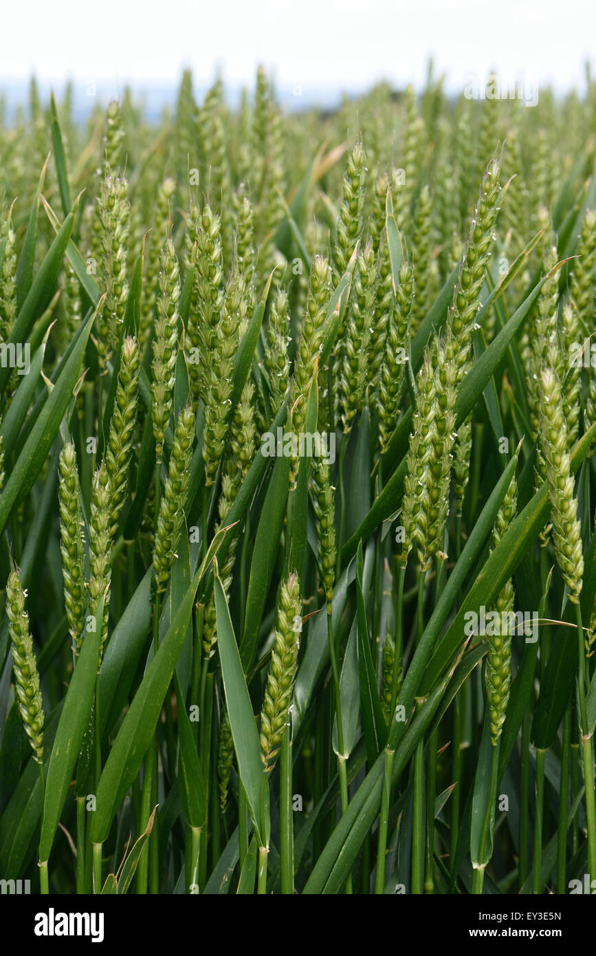 Wind pollination grasses hi-res stock photography and images - Alamy