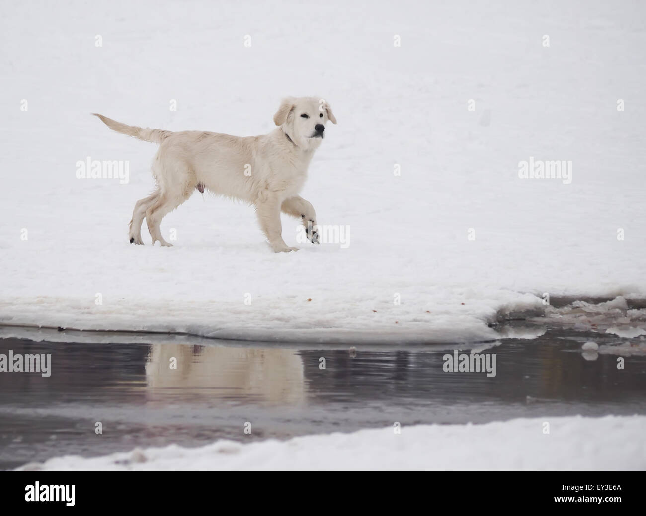 German shepherd dog snowball hi-res stock photography and images - Alamy