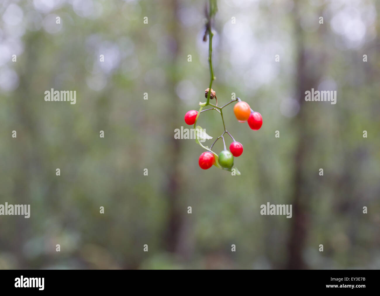 cluster of red and yellow berries against the far wood Stock Photo - Alamy