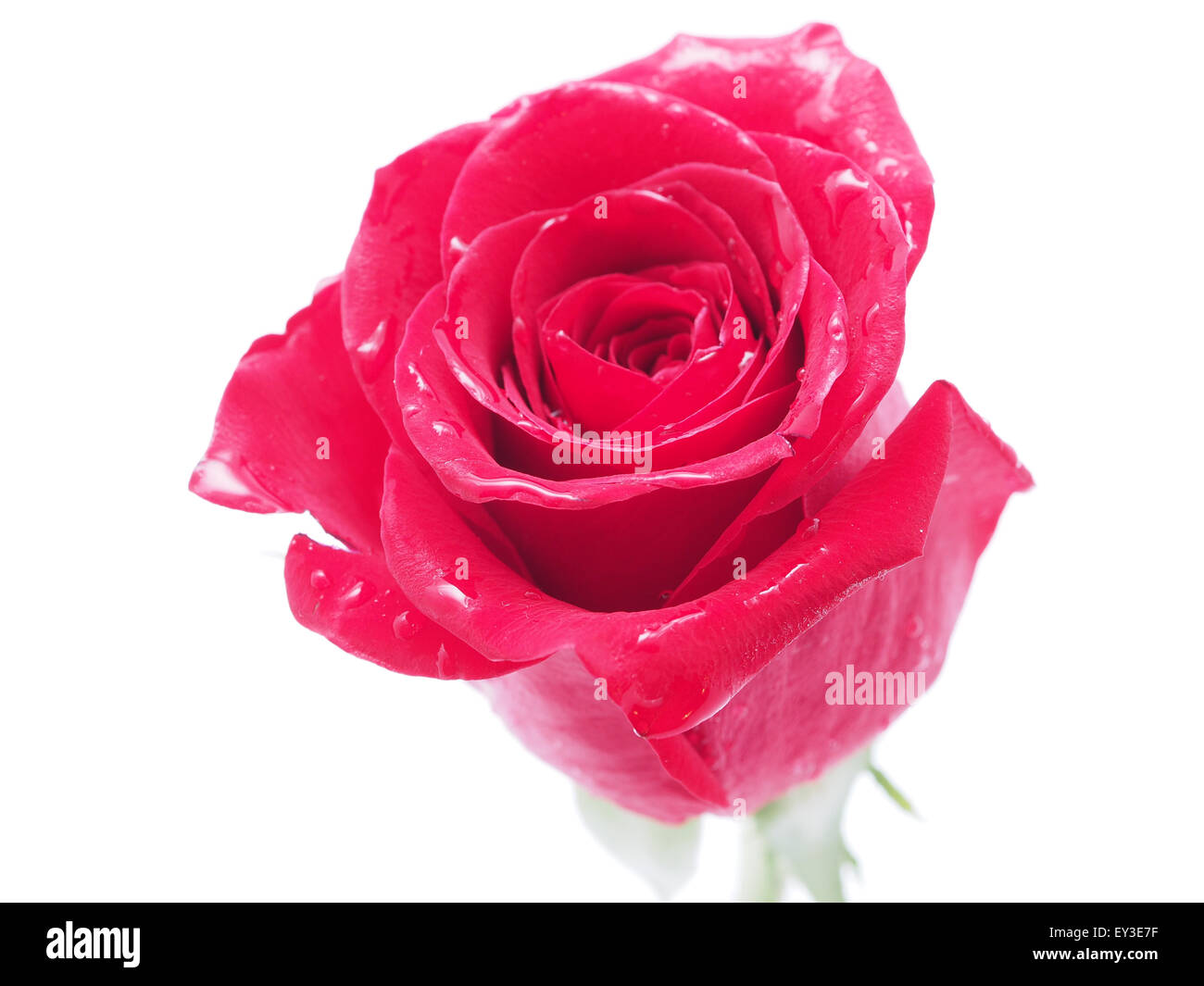 Rose on a white background Stock Photo - Alamy