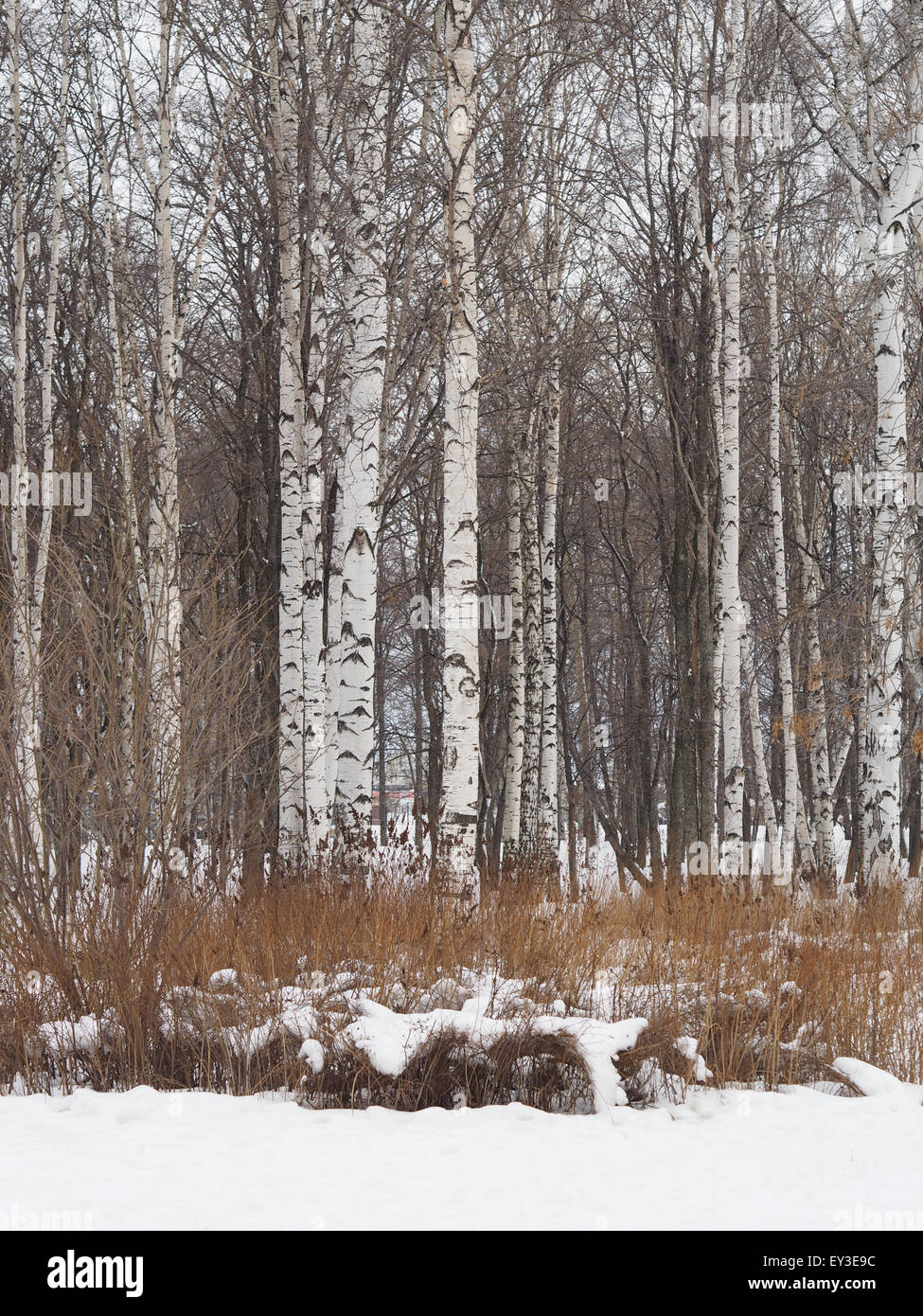 Birch forest in winter Stock Photo - Alamy