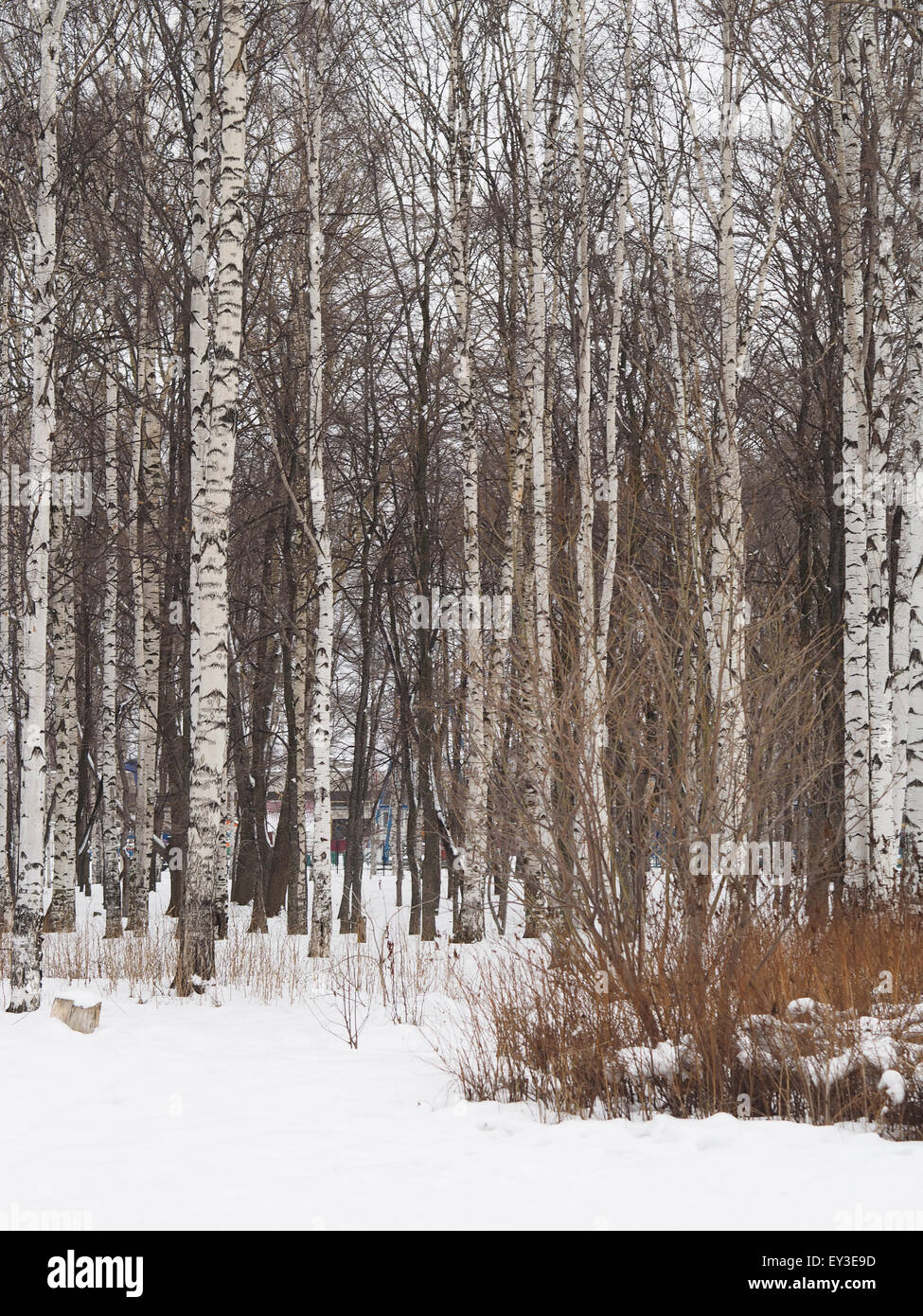 Birch forest in winter Stock Photo - Alamy