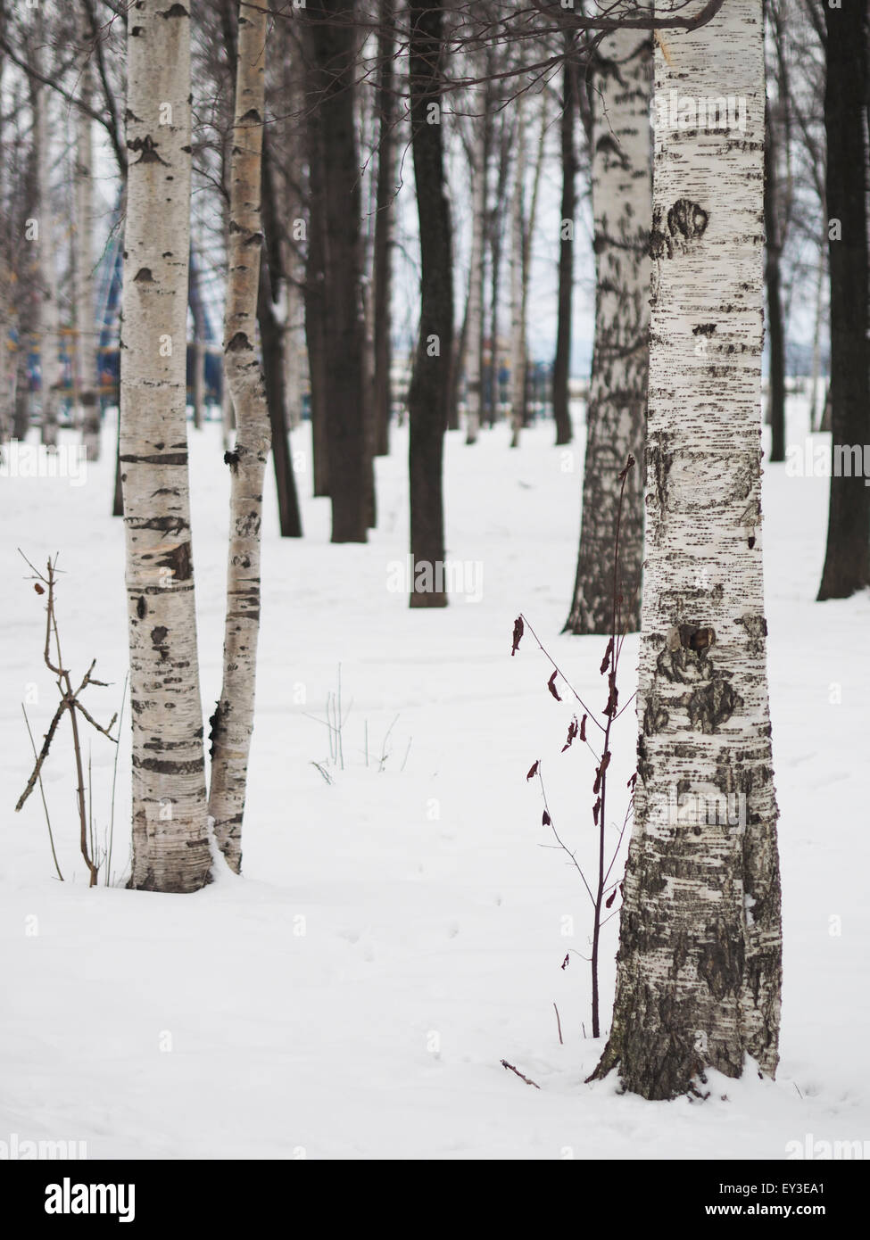 Birch forest in winter Stock Photo - Alamy