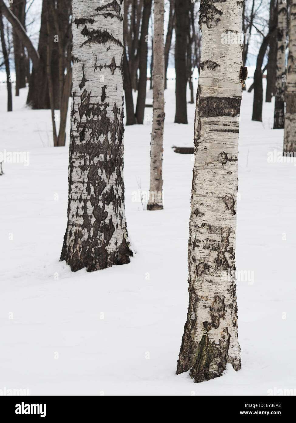 Birch forest in winter Stock Photo - Alamy