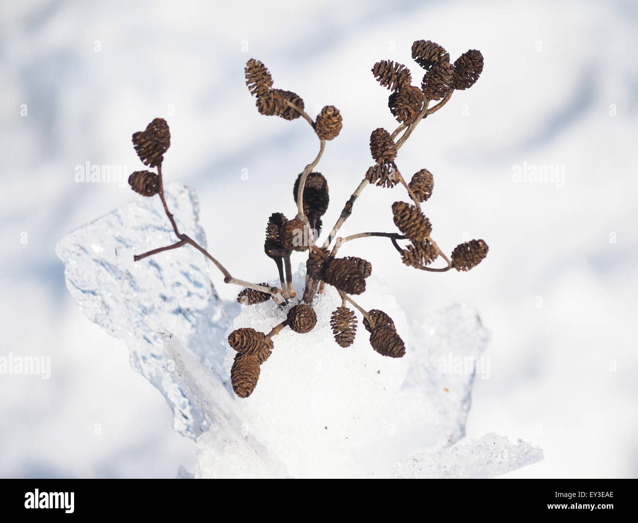 Bouquet beautiful white snow hi-res stock photography and images - Alamy