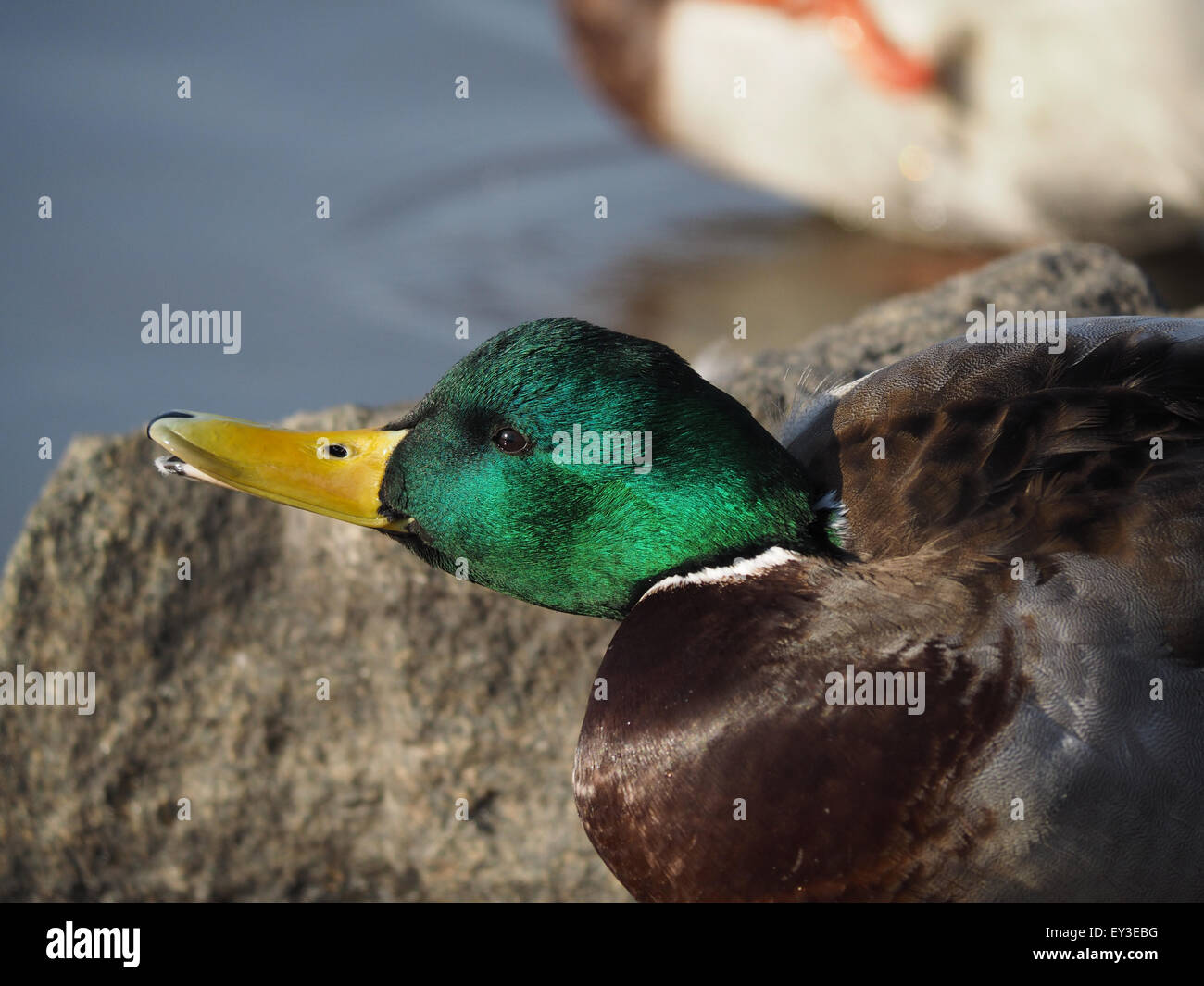 duck on the lake Stock Photo - Alamy