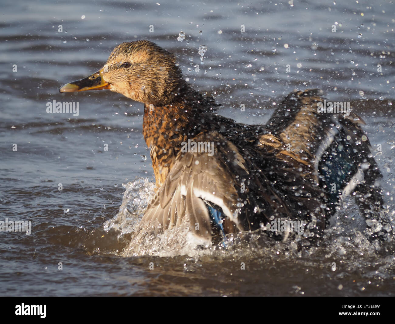 duck swims in the lake Stock Photo - Alamy