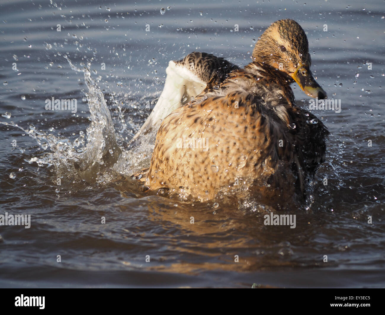duck swims in the lake Stock Photo - Alamy