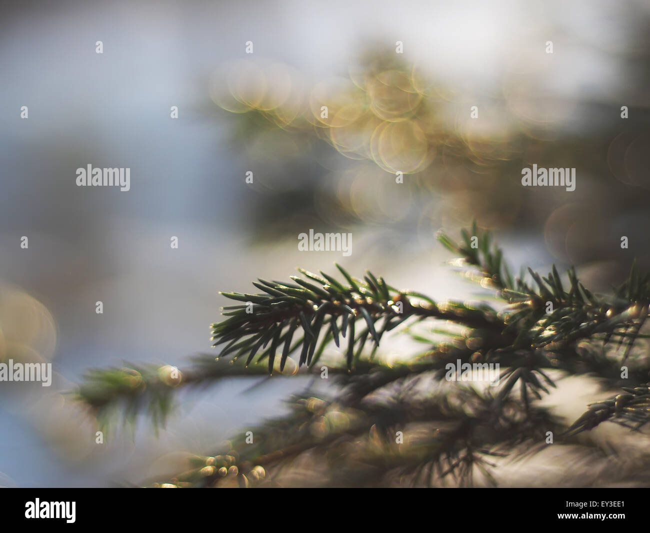 spruce twig in the forest Stock Photo - Alamy