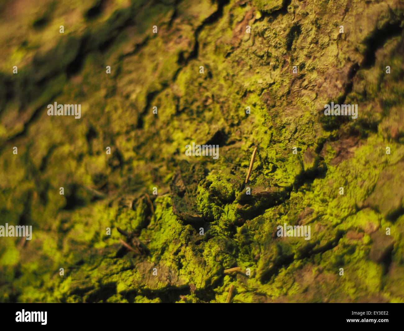dried needles on bark Stock Photo - Alamy