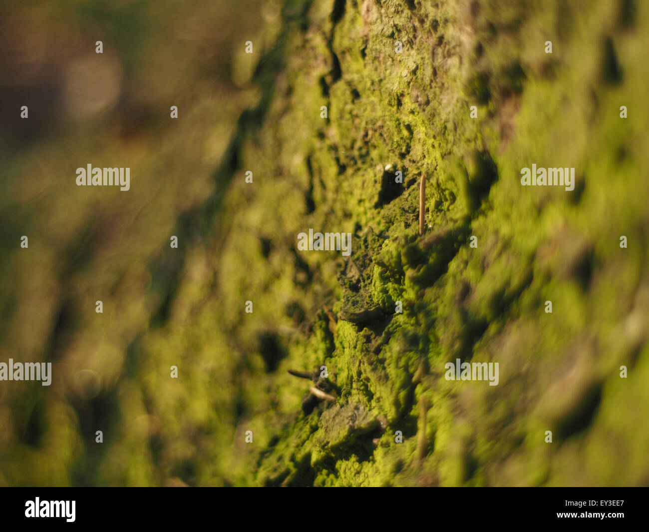 dried needles on bark Stock Photo - Alamy