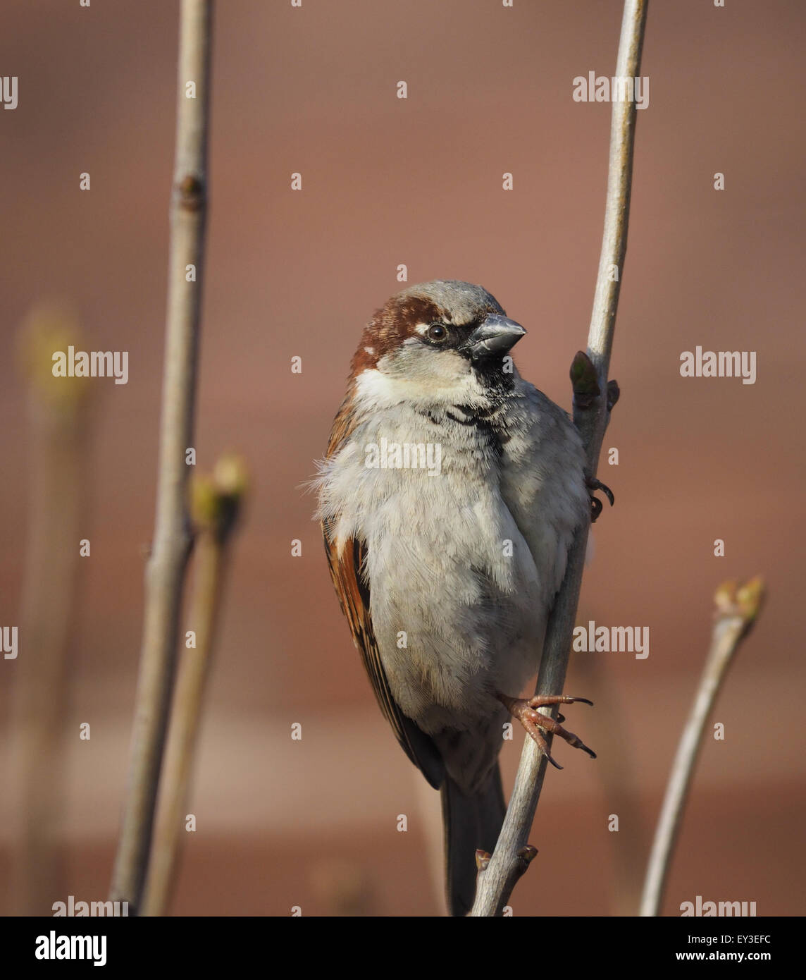 Tree sparrow photo hi-res stock photography and images - Alamy
