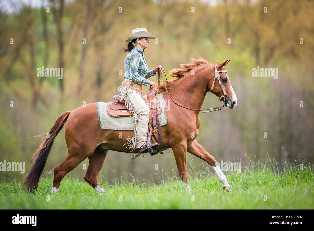 American Quarter Horse. Rider galloping with a chestnut horse on a ...