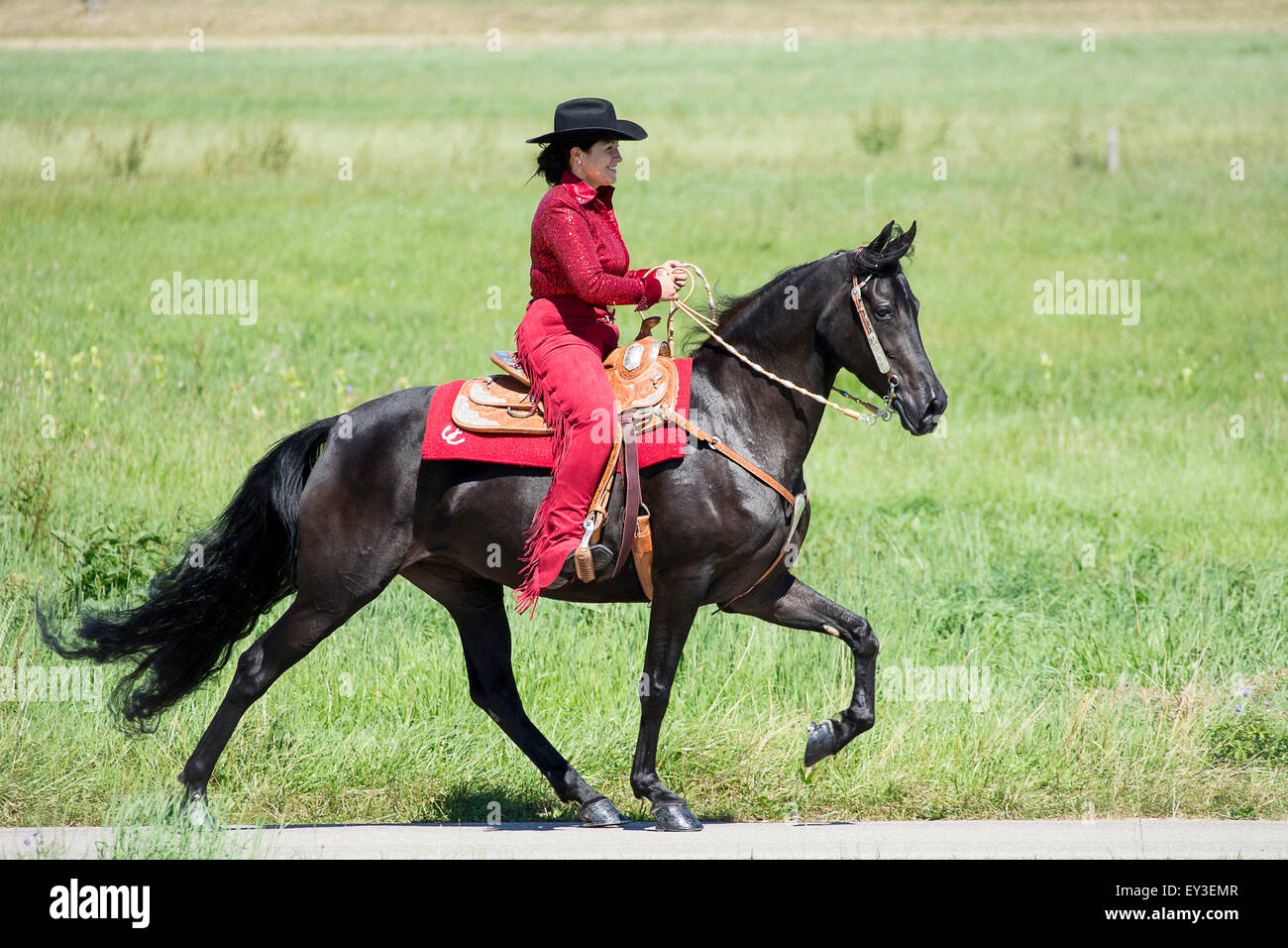 Tennessee Walking Horse. Rider performing the Walk on a black mare ...