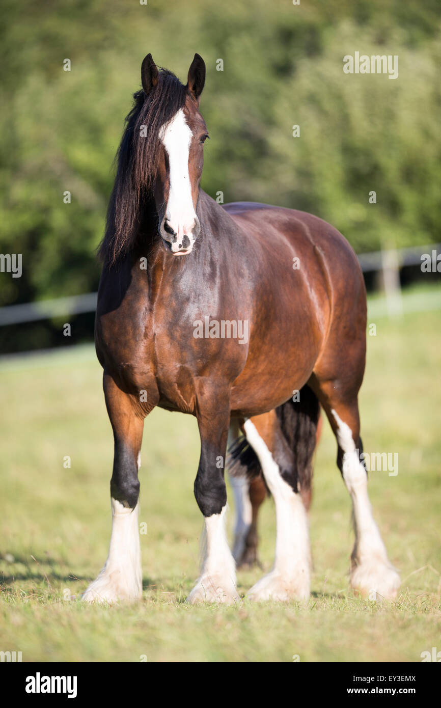 Shire Horse. Bay mare standing on a pasture. Germany Stock Photo - Alamy