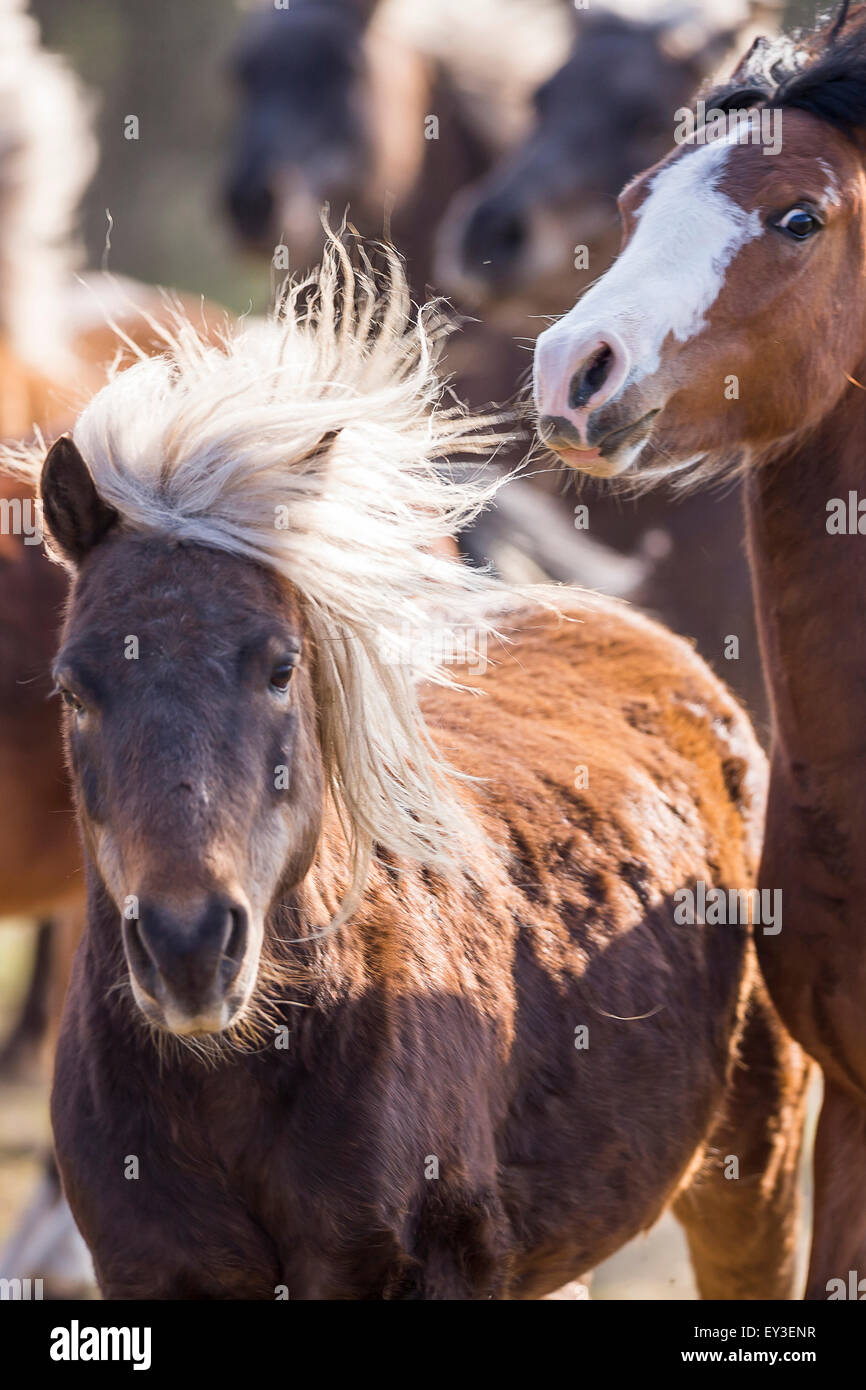 German Classic Pony High Resolution Stock Photography and Images - Alamy