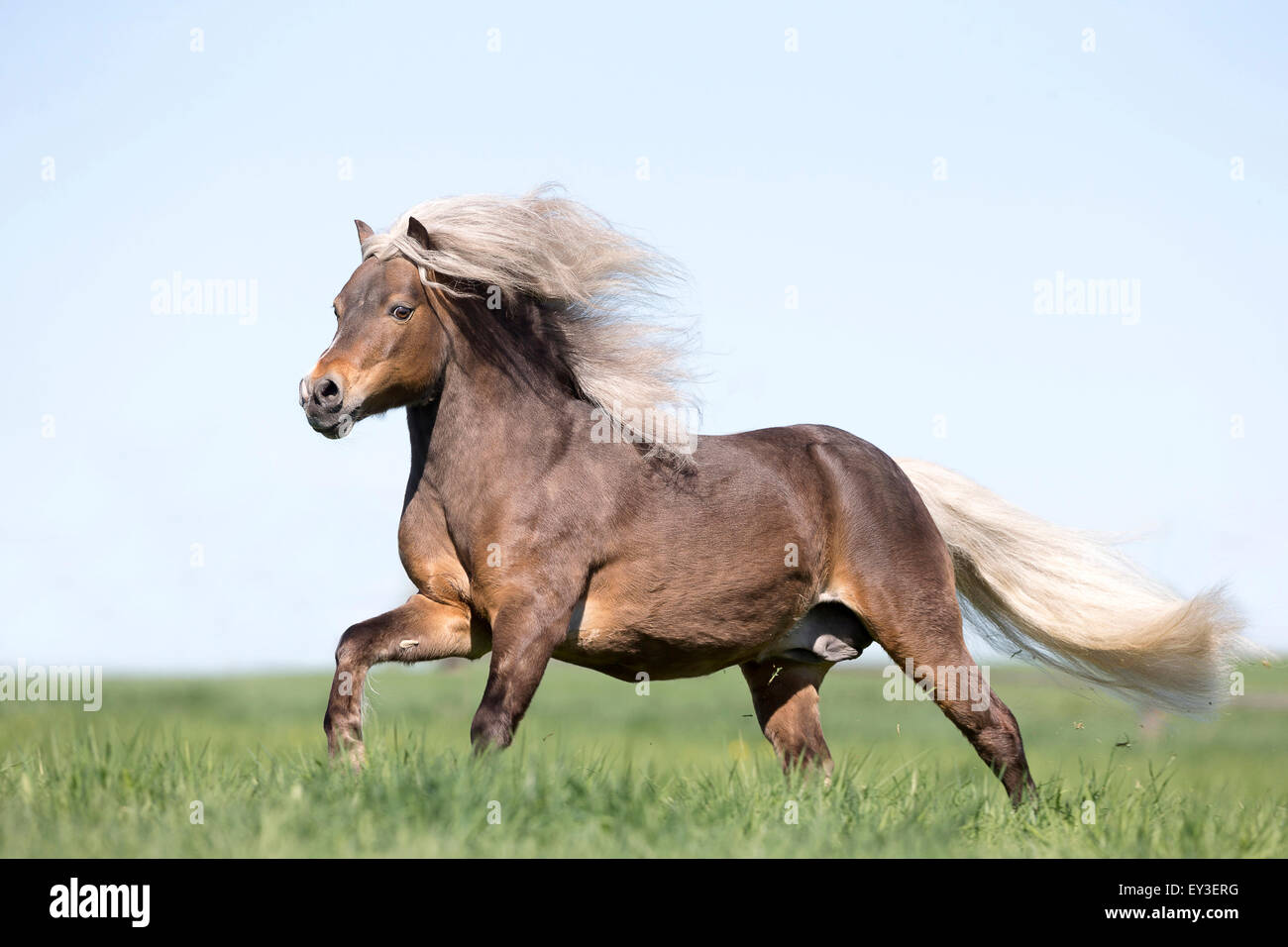 Liver chestnut horse hi-res stock photography and images - Alamy