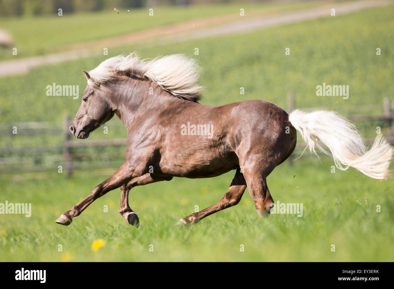 German Classic Pony. Liver chestnut stallion galloping on a pasture ...