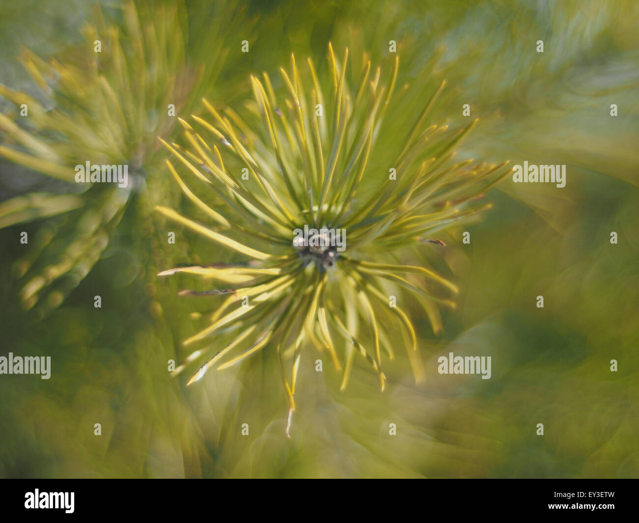 sprig of pine in the forest Stock Photo - Alamy