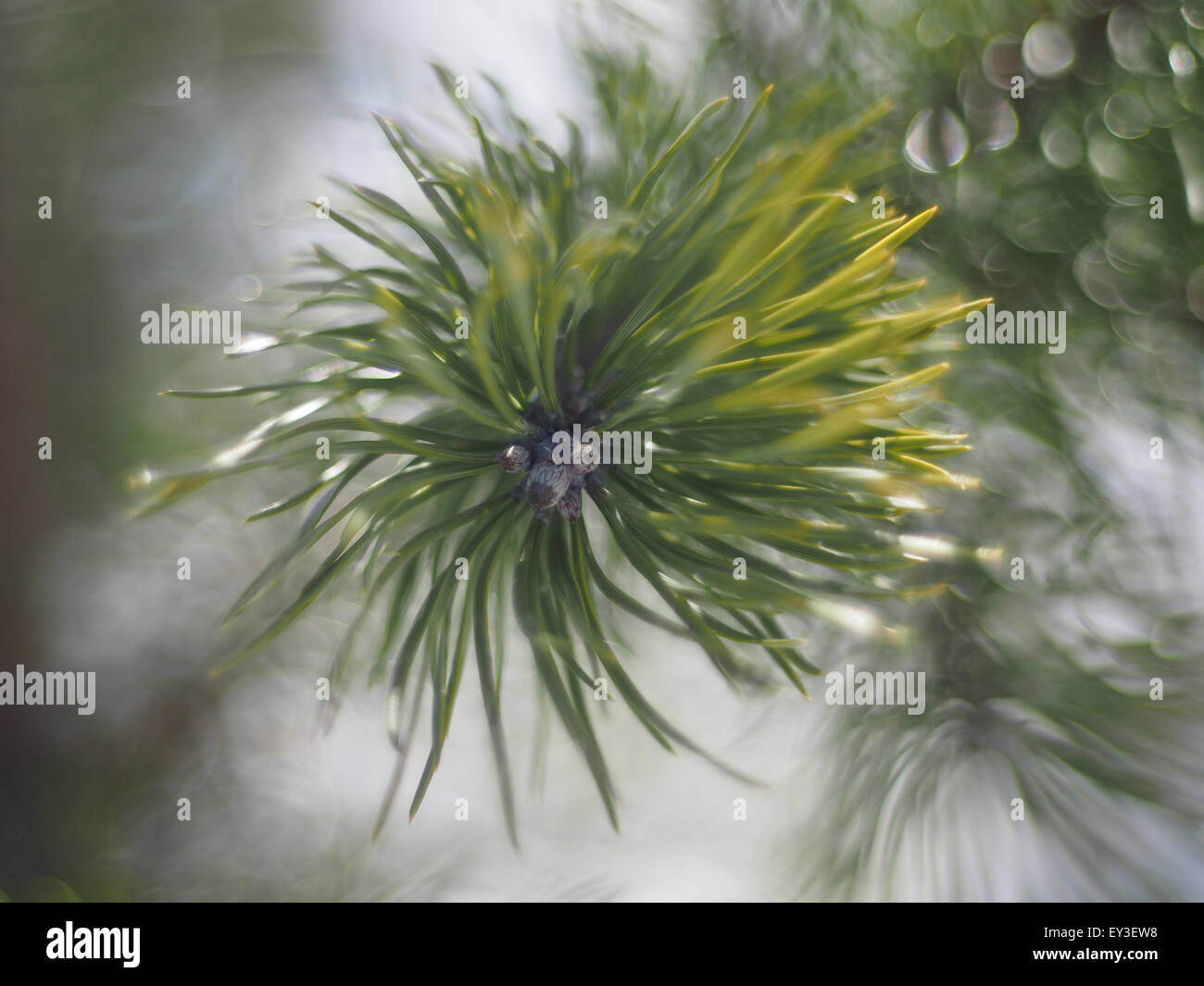 sprig of pine in the forest Stock Photo - Alamy