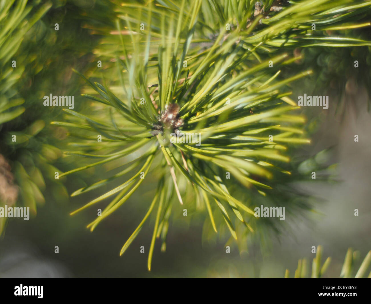 Pinus sprig hi-res stock photography and images - Alamy