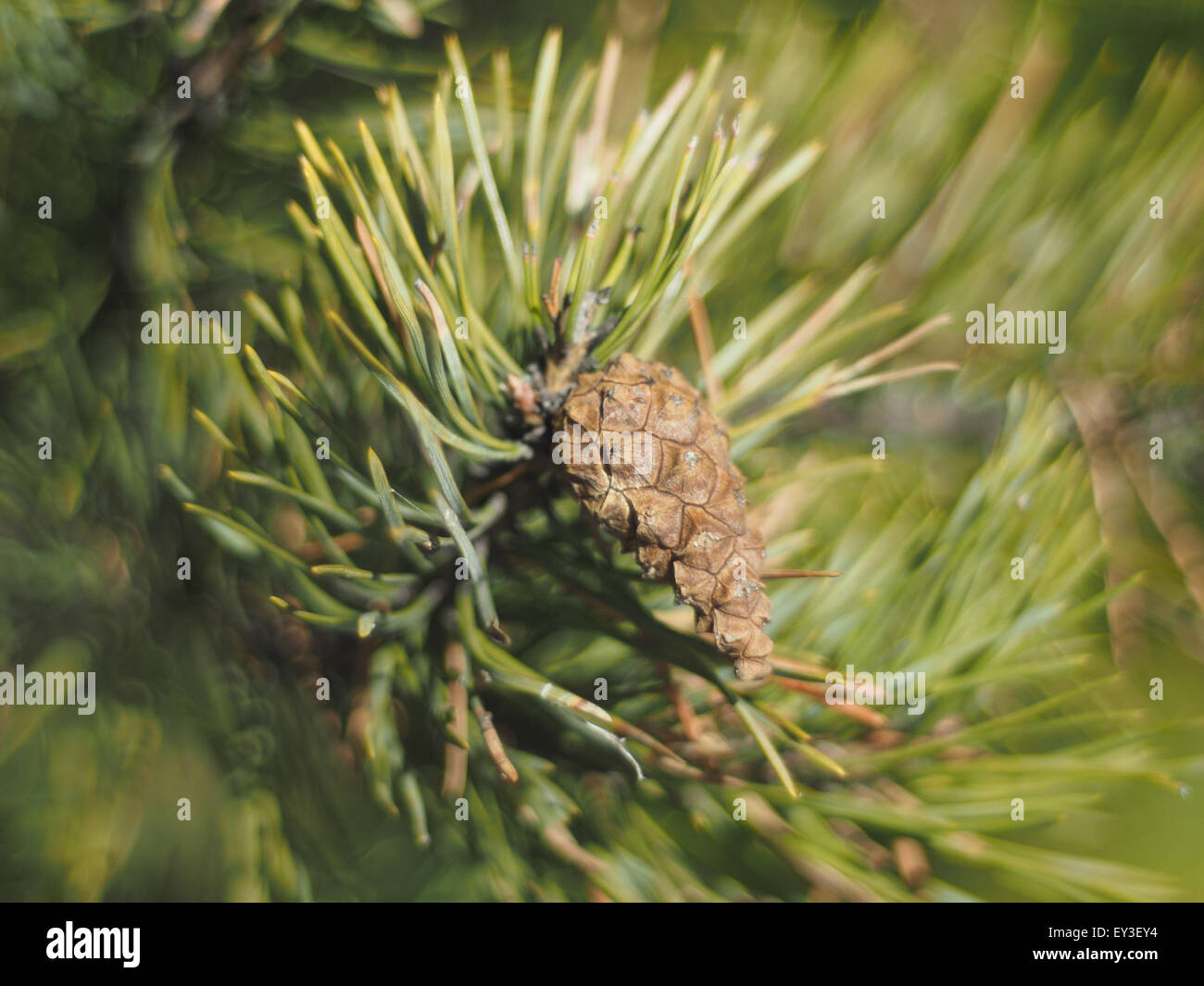 sprig of pine in the forest Stock Photo - Alamy