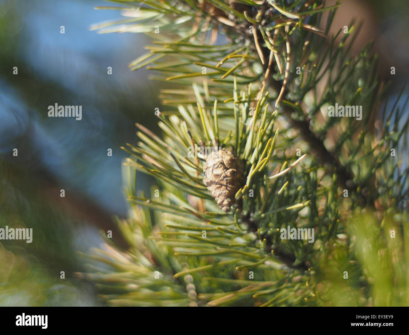 sprig of pine in the forest Stock Photo - Alamy