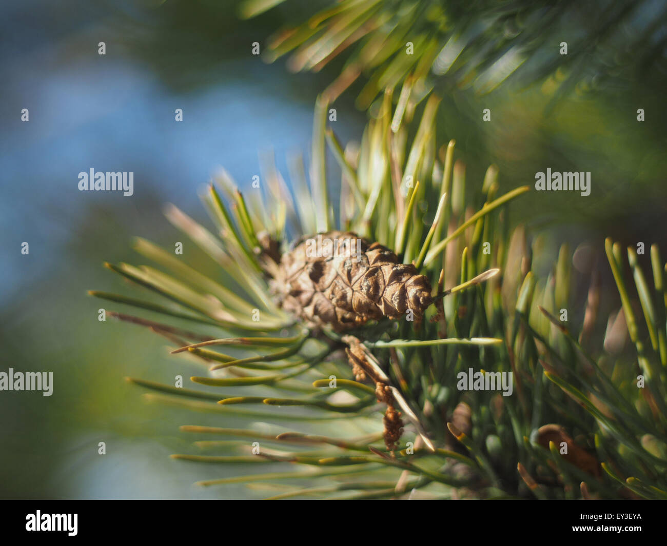 Pinus sprig hi-res stock photography and images - Alamy