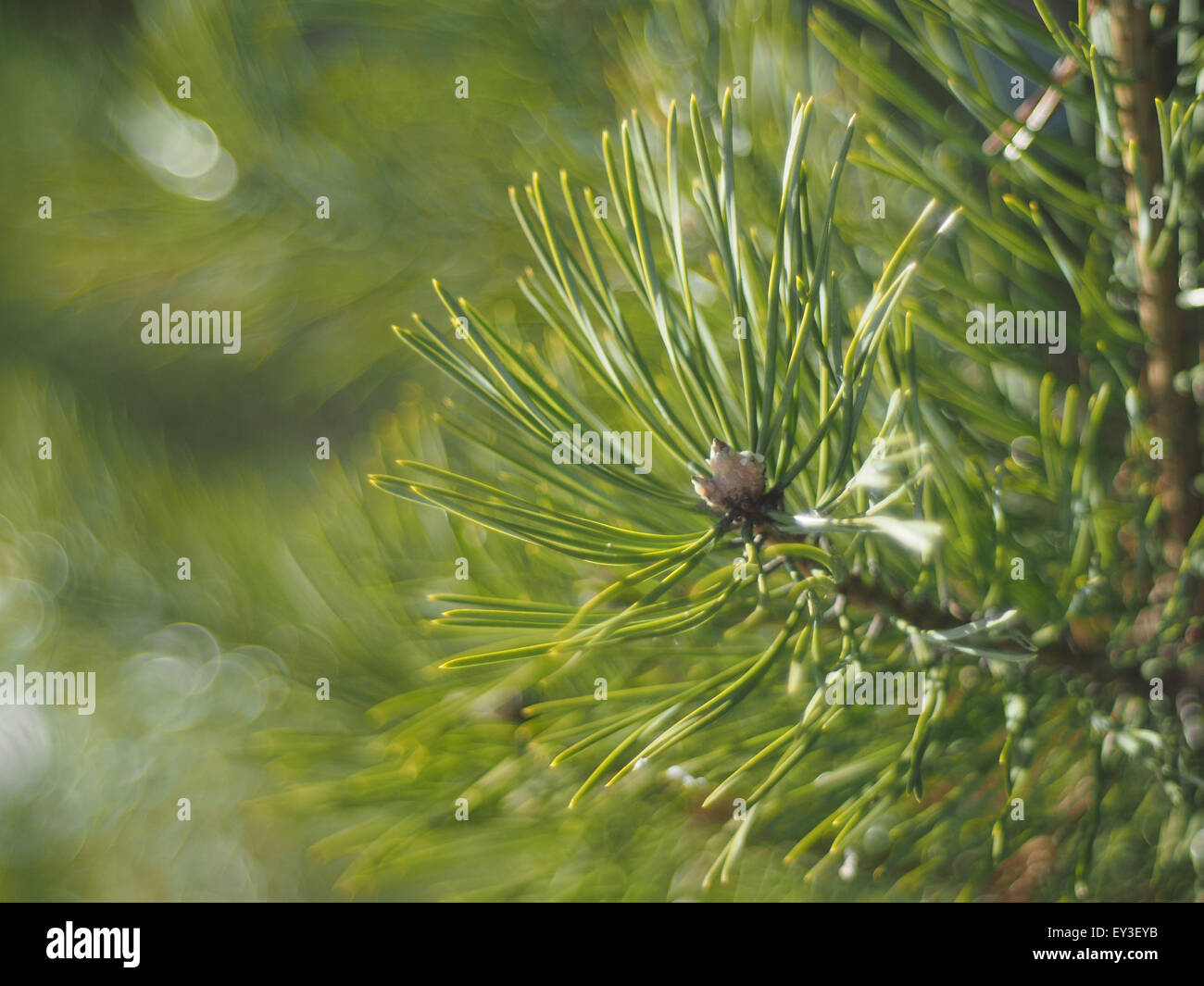 Sprig spruce in close hi-res stock photography and images - Alamy